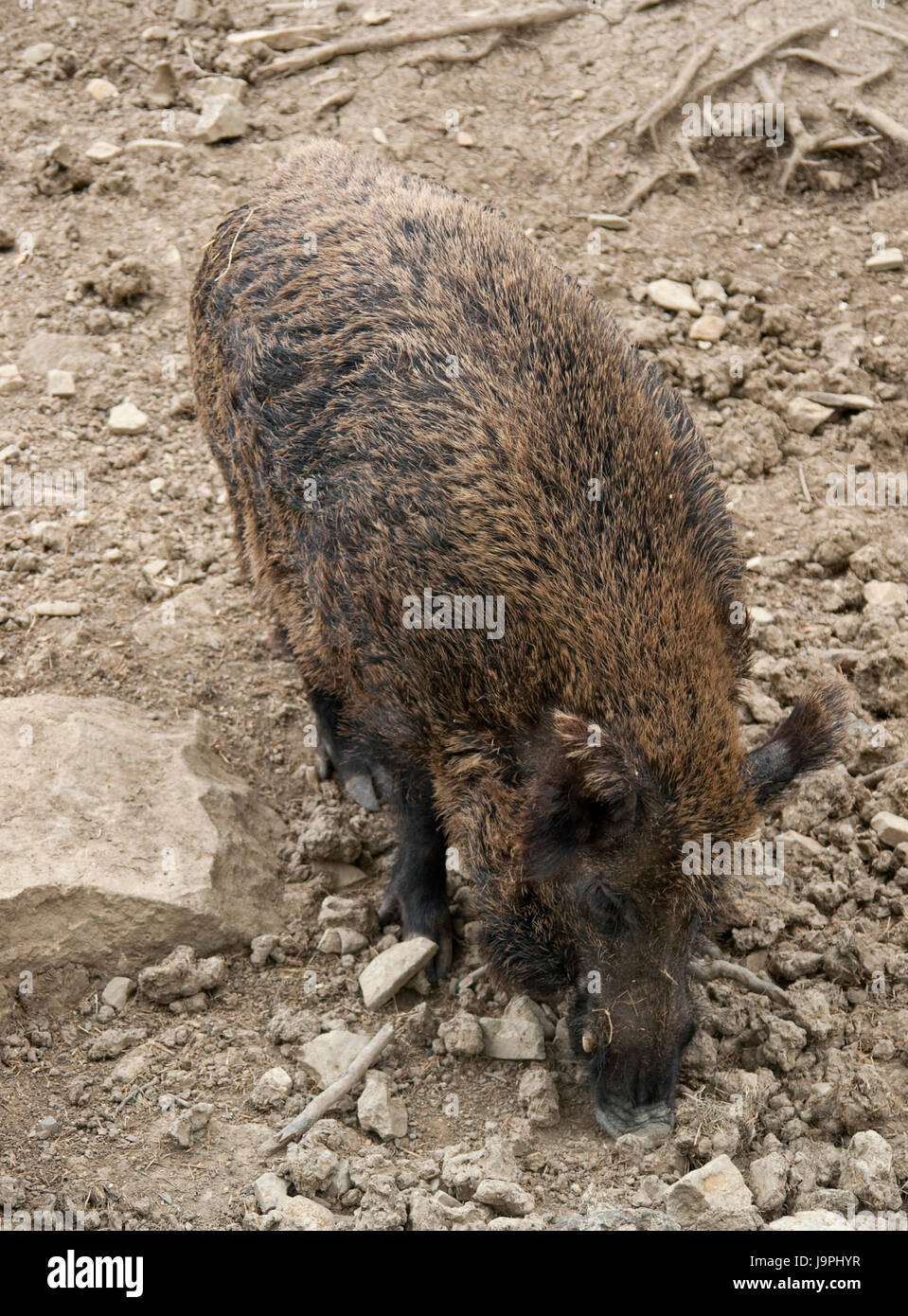 wild boar in stony back Stock Photo - Alamy