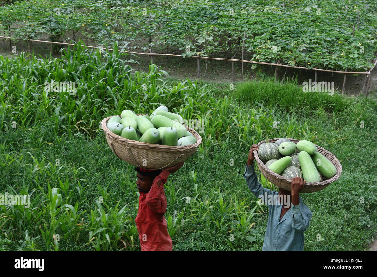 Farmer carry baskets on head of vegetable in Dhaka Stock Photo - Alamy