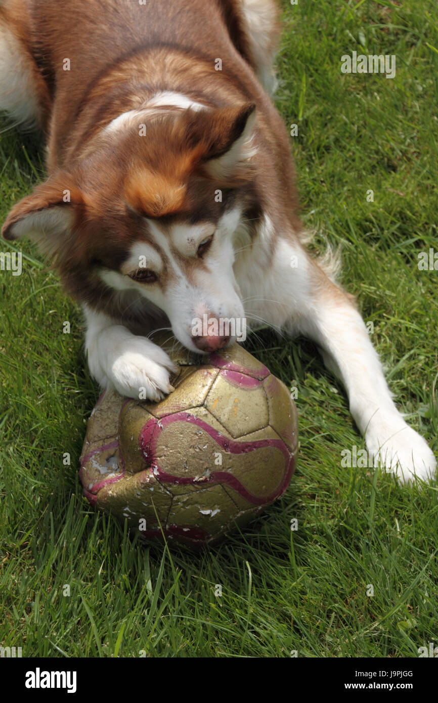husky playing with soccer Stock Photo - Alamy