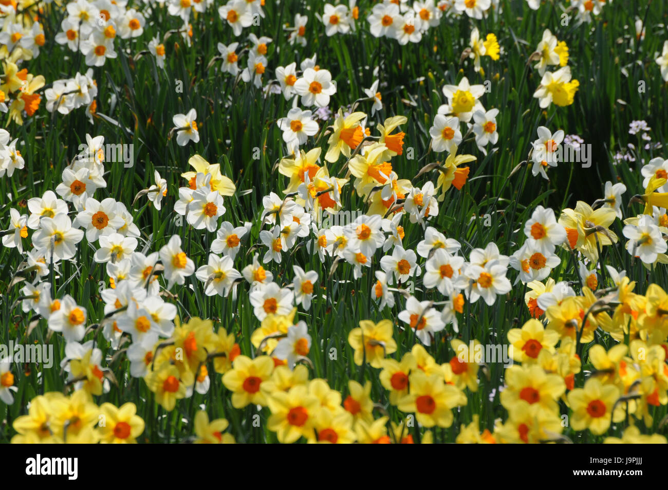 Narcissus field,blossoms,detail,spring,narcissus meadow,flowers ...