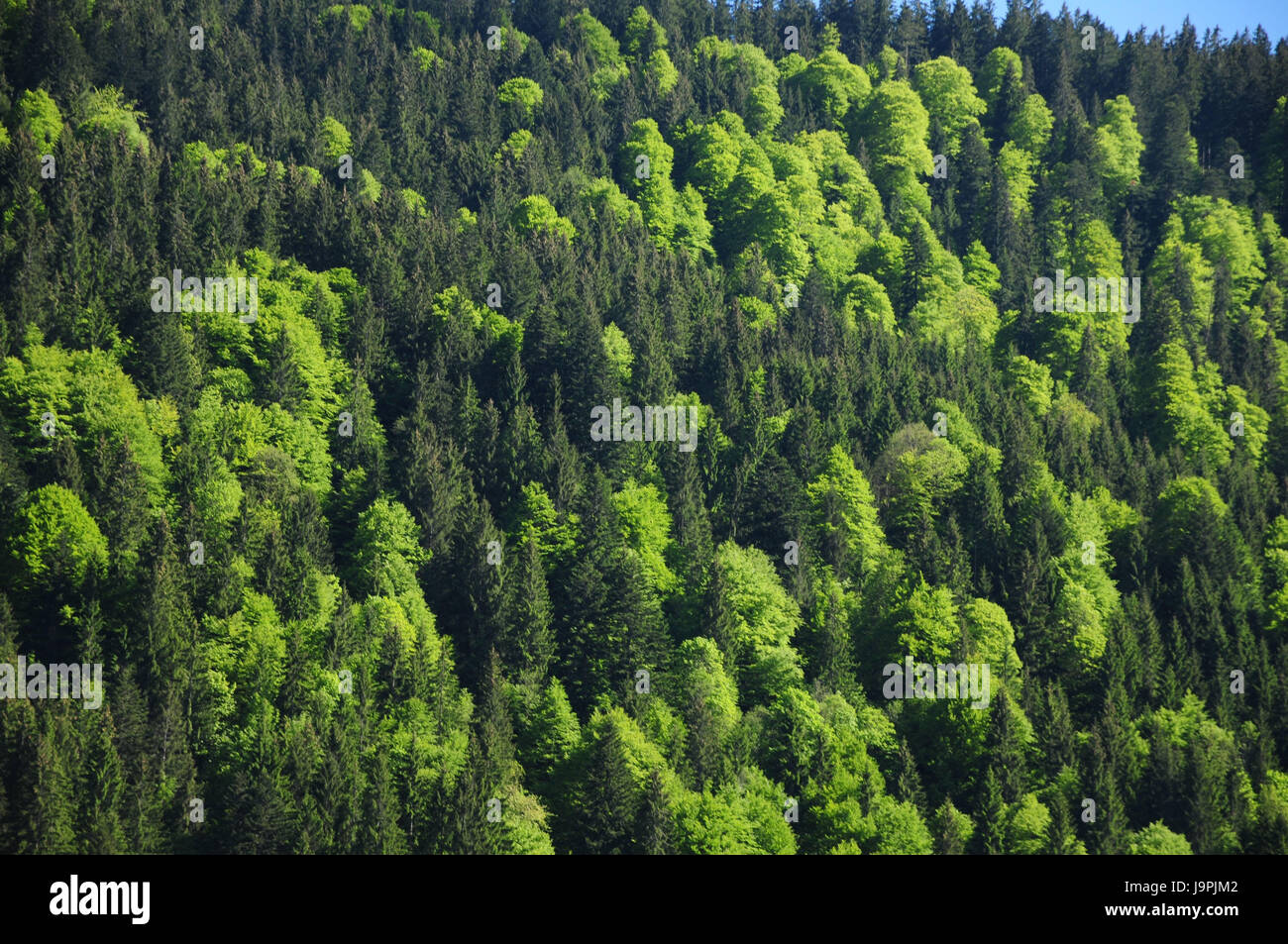 Mixed forest,spring,wood,trees,conifers,broad-leaved trees,green Stock ...