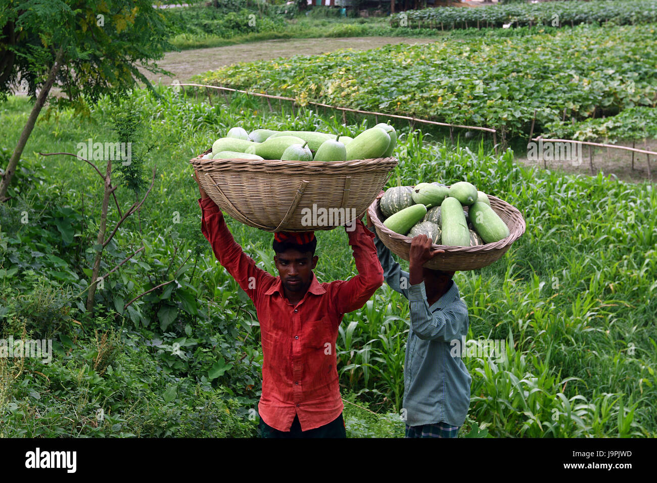 Farmer carry baskets on head of vegetable in Dhaka Stock Photo - Alamy