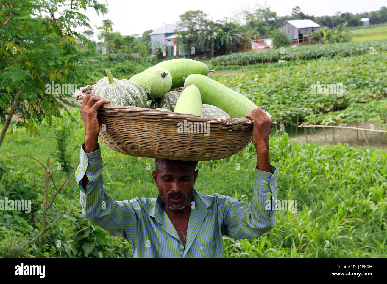 Farmer carry baskets on head of vegetable in Dhaka Stock Photo - Alamy