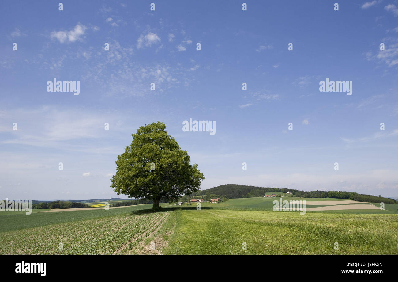 Austria,Upper Austria,Innviertel,Pramet,field scenery Stock Photo - Alamy