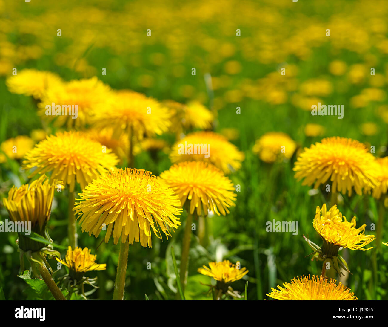 A field full of dandelions Stock Photo - Alamy