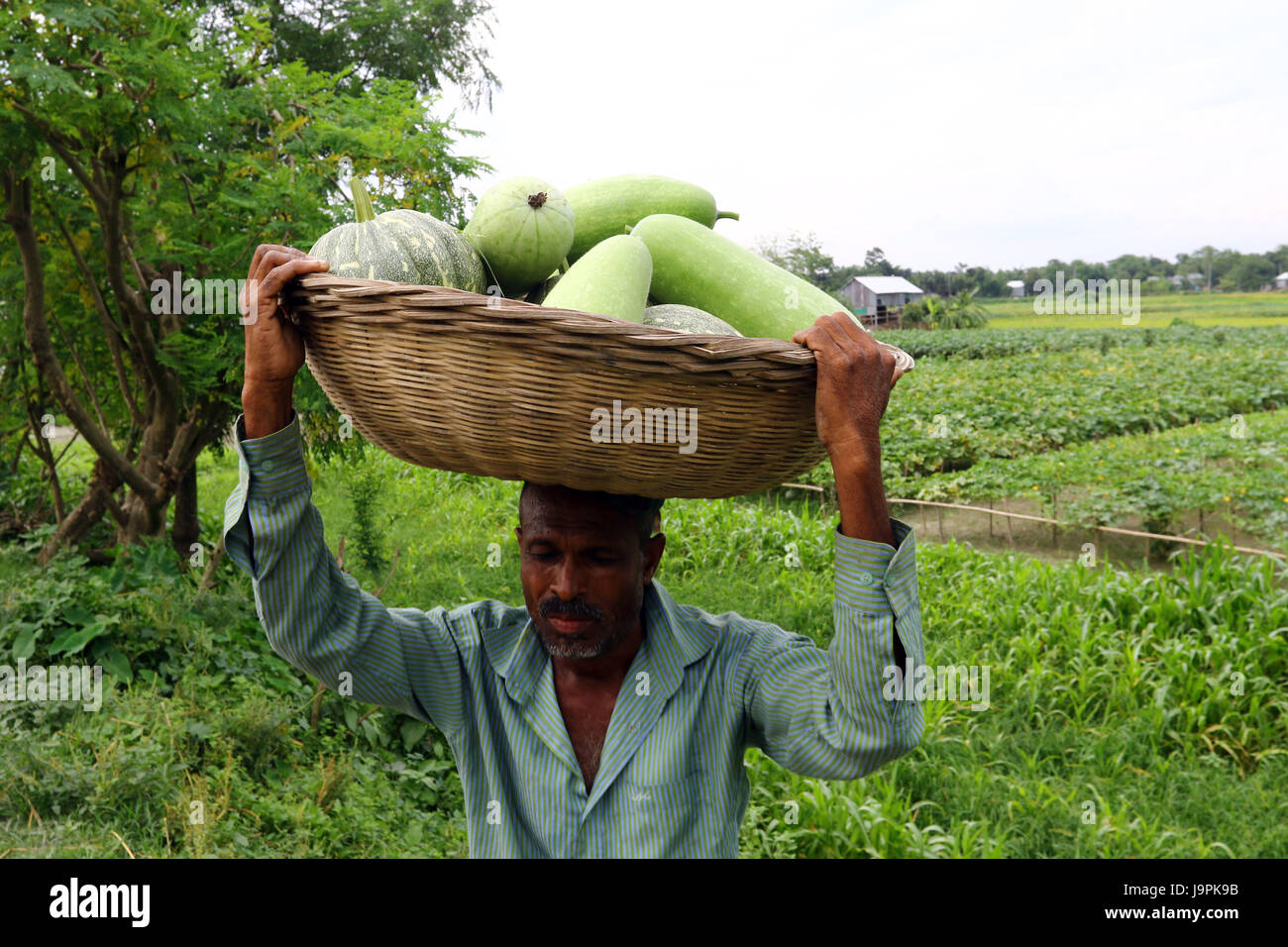 Farmer carry baskets on head of vegetable in Dhaka Stock Photo - Alamy