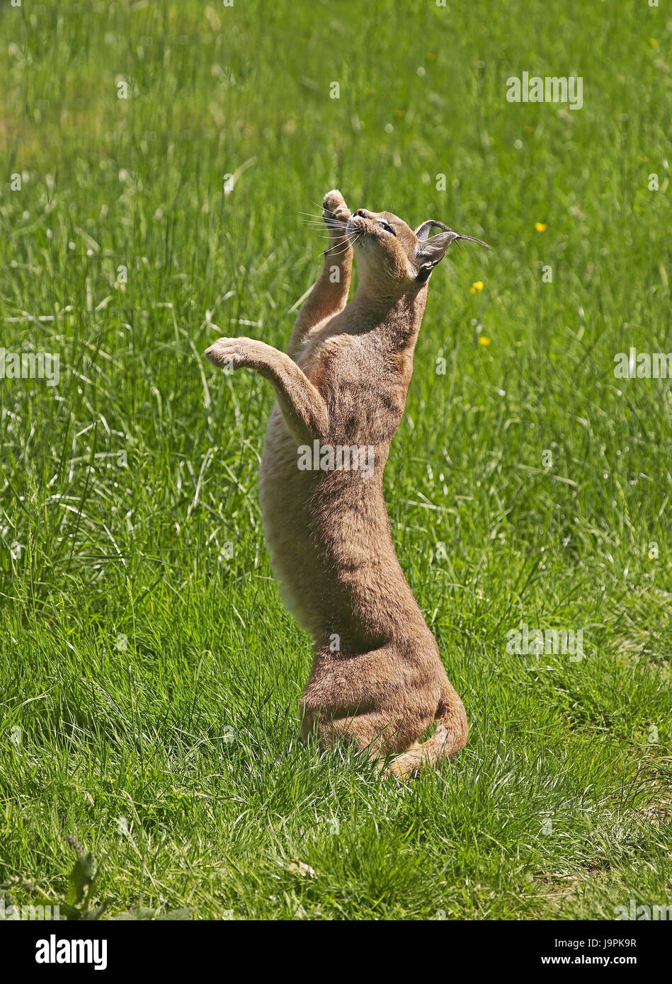 Caracal cat body hi-res stock photography and images - Alamy
