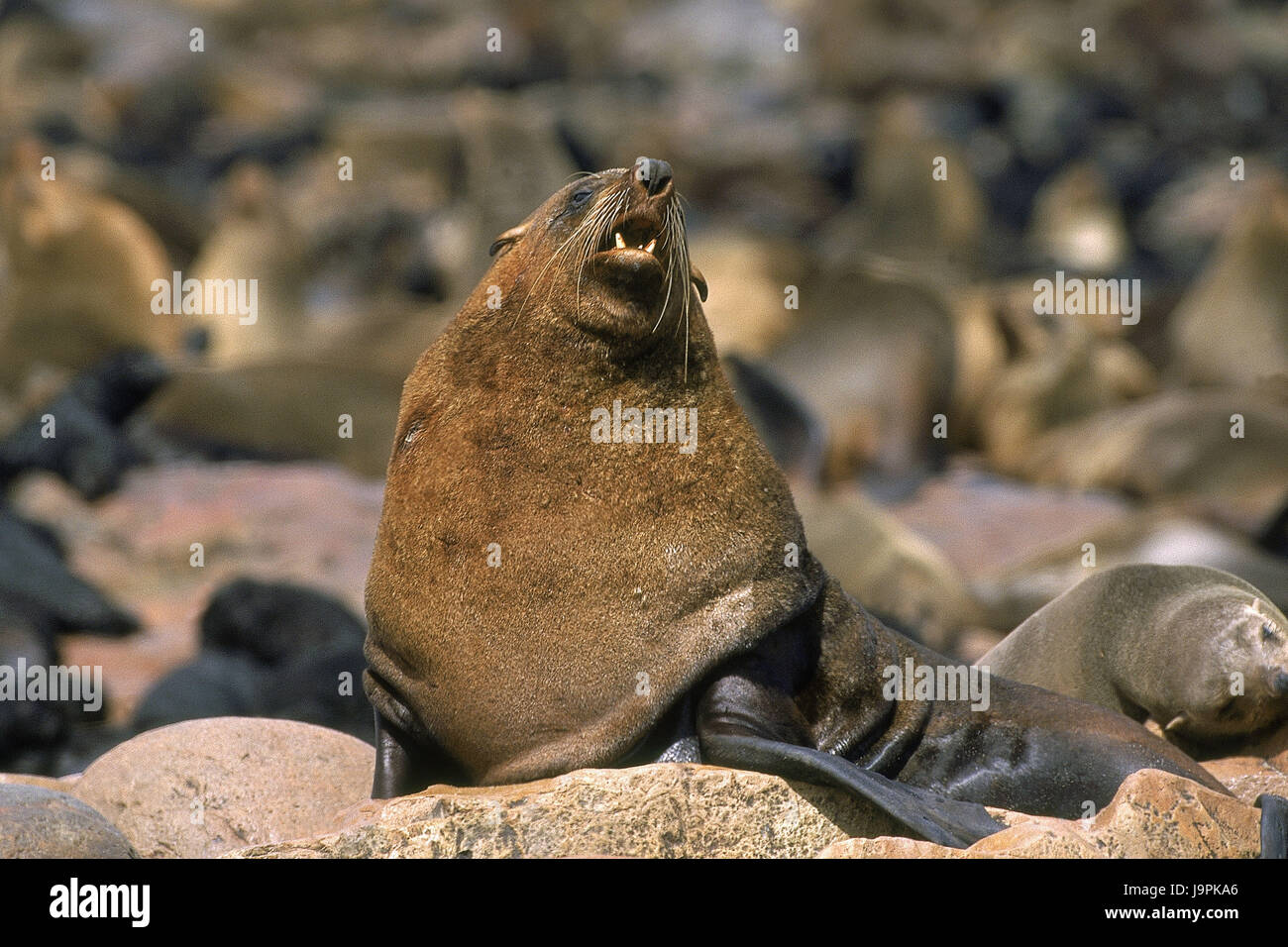 South African sea bear,Arctocephalus pusillus,little men,cape cross ...