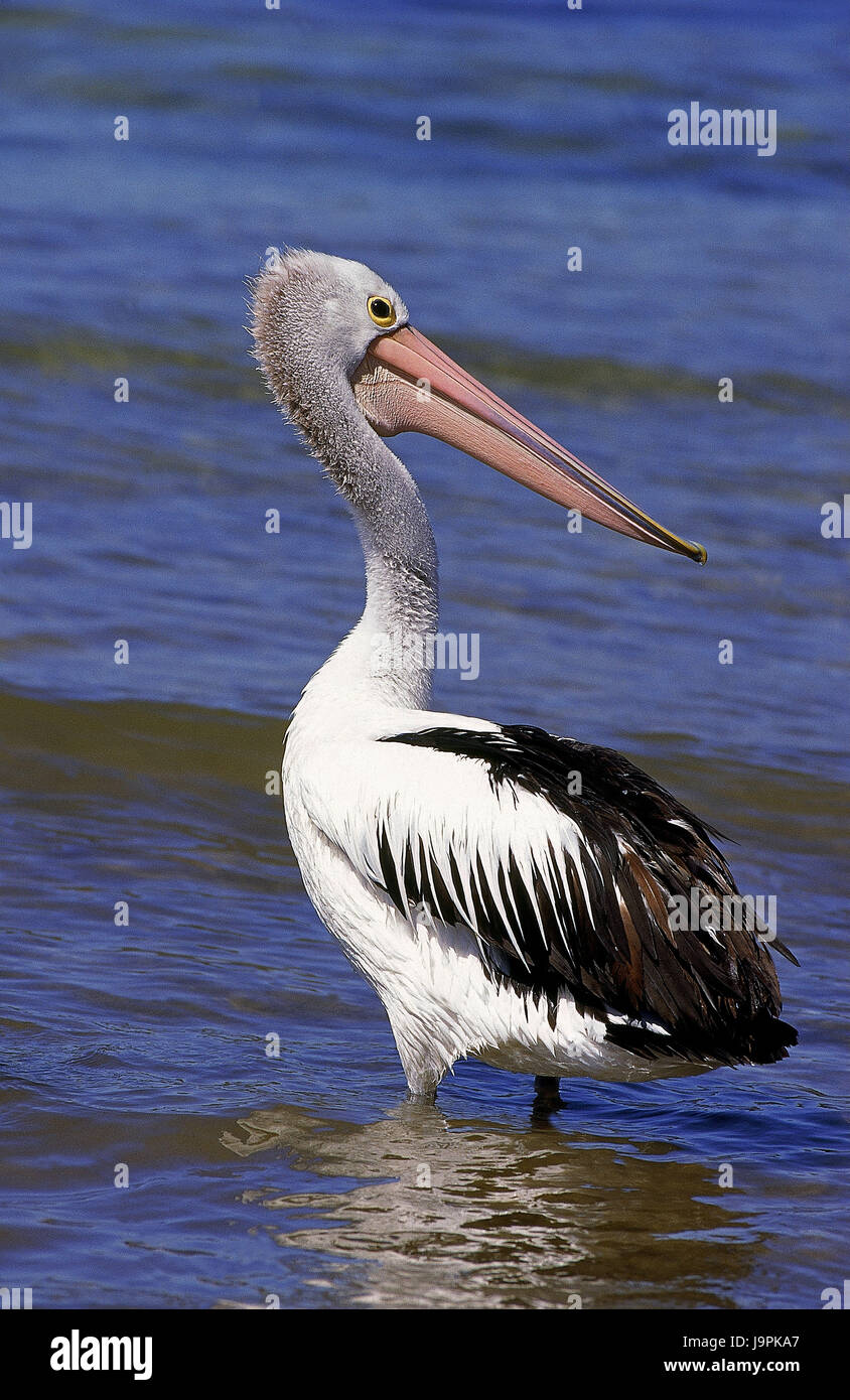 Australian pelican,Pelecanus conspicillatus,water,Australia Stock Photo ...