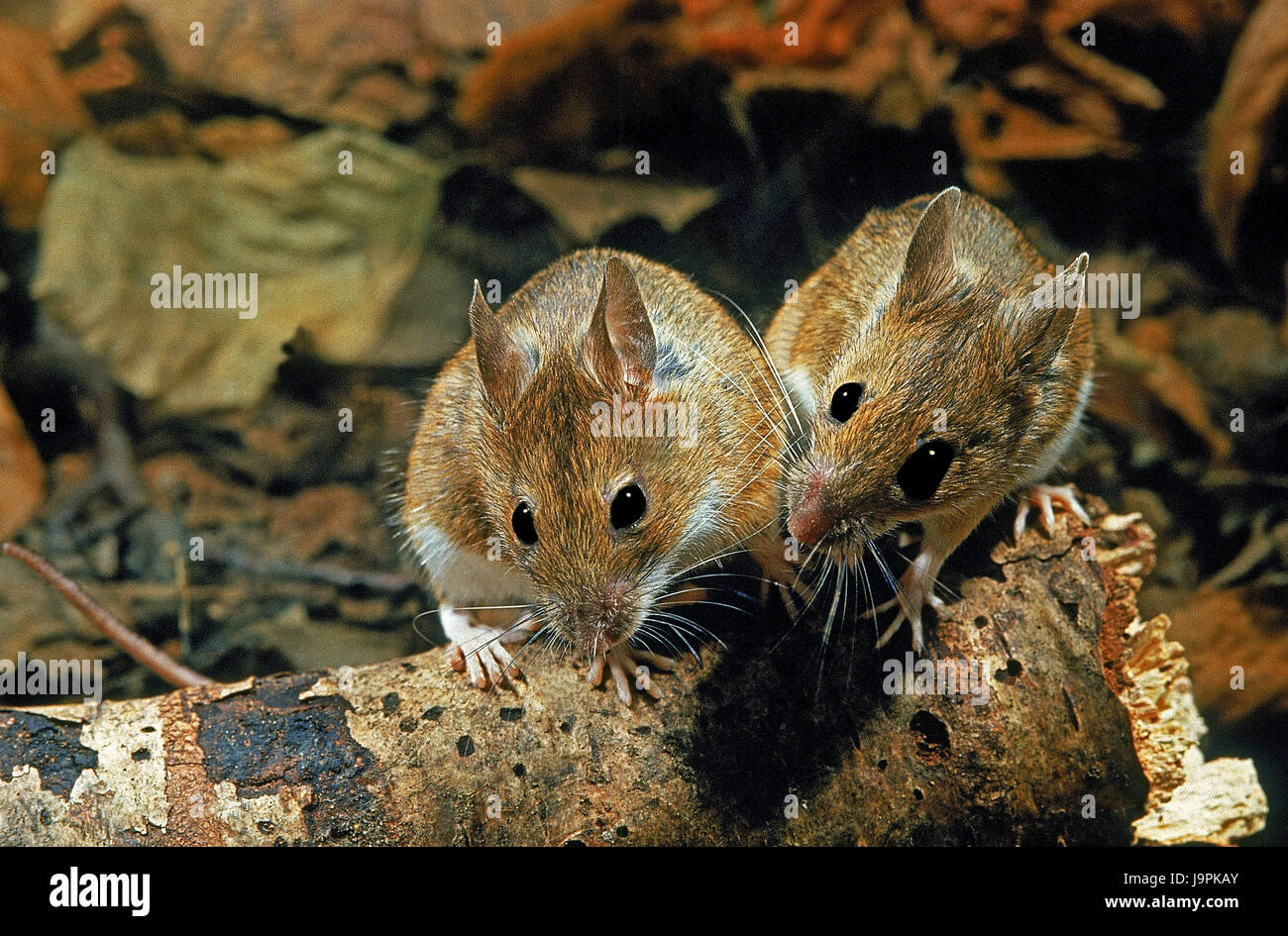 Yellow neck mice hi-res stock photography and images - Alamy