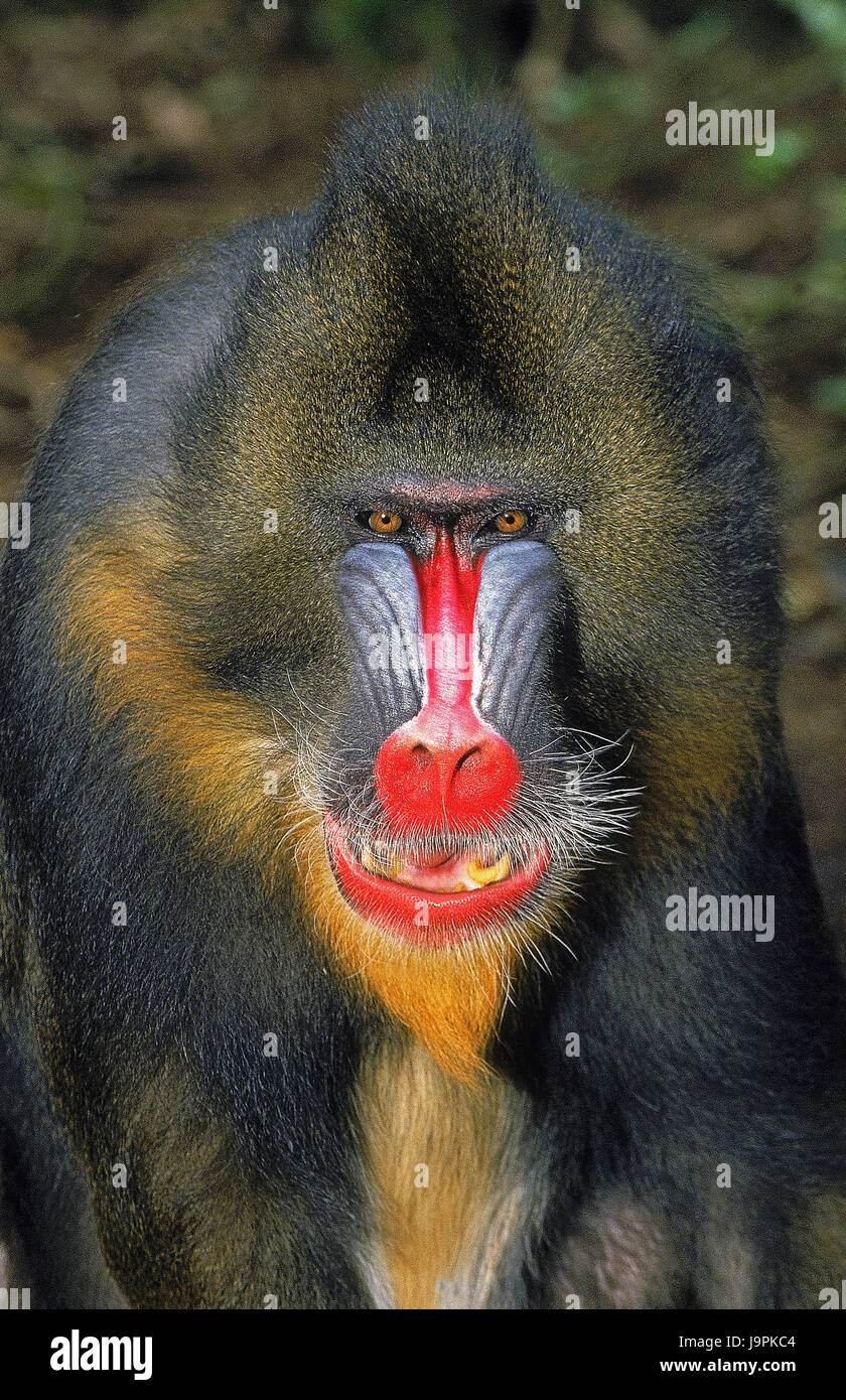 Mandrill,Mandrillus sphinx,portrait,little man Stock Photo - Alamy
