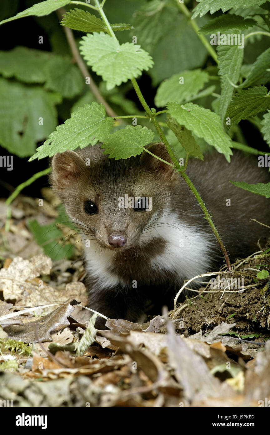 Stone marten,Martes foina,young animal,Normandy,France Stock Photo - Alamy