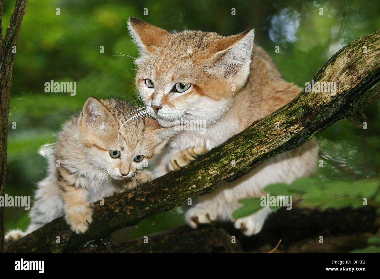 Felis margarita hi-res stock photography and images - Alamy