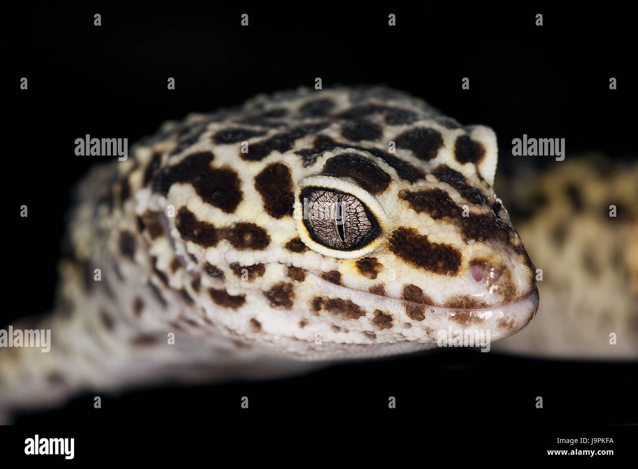 Leopard's gecko,Eublepharis macularius,medium close-up Stock Photo - Alamy