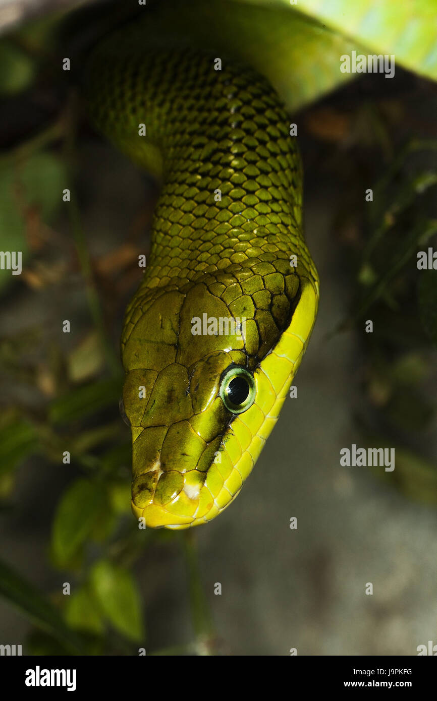 Red tail adder hi-res stock photography and images - Alamy