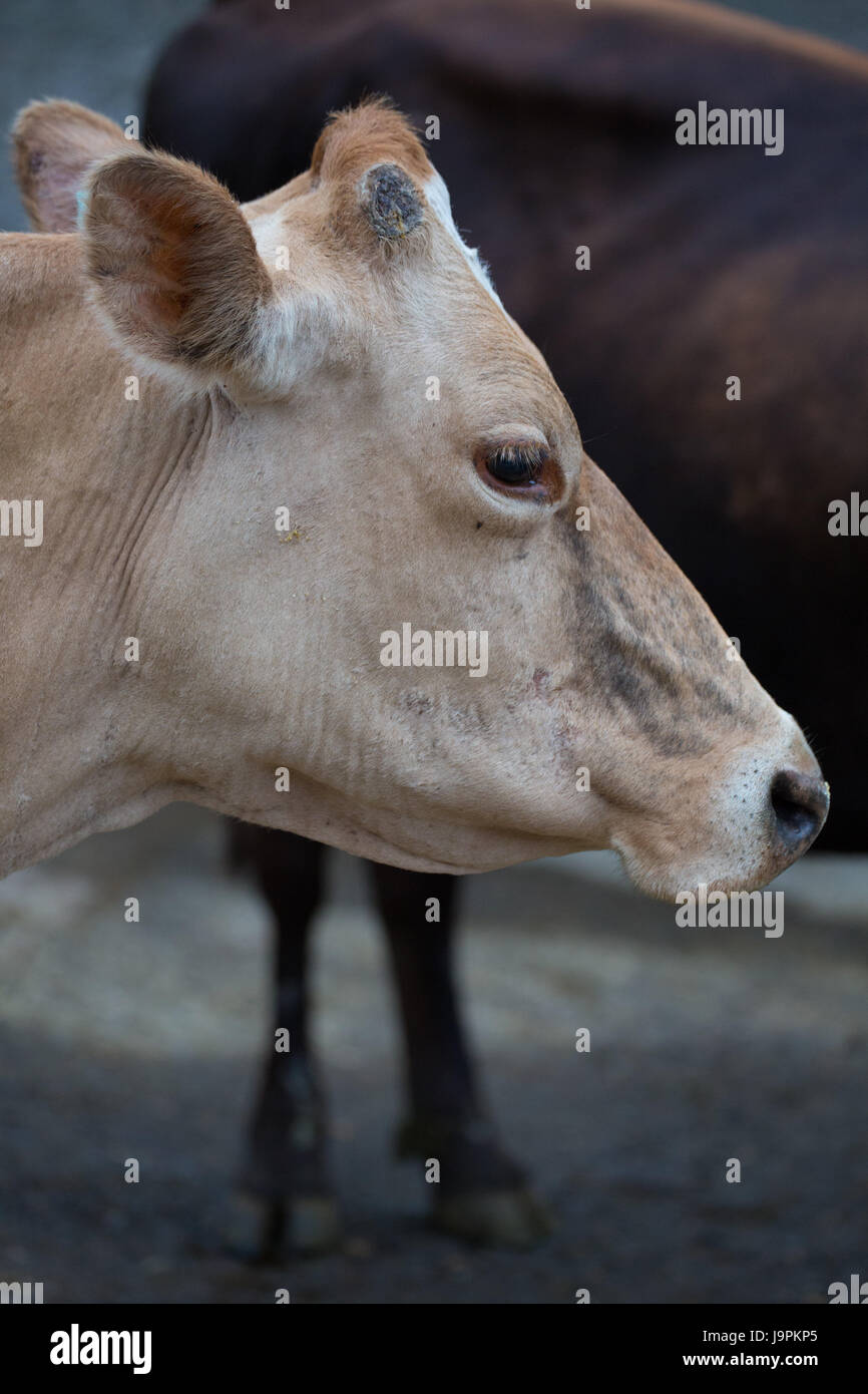 blue, animal, mammal, agriculture, farming, horizontal, standing, front ...