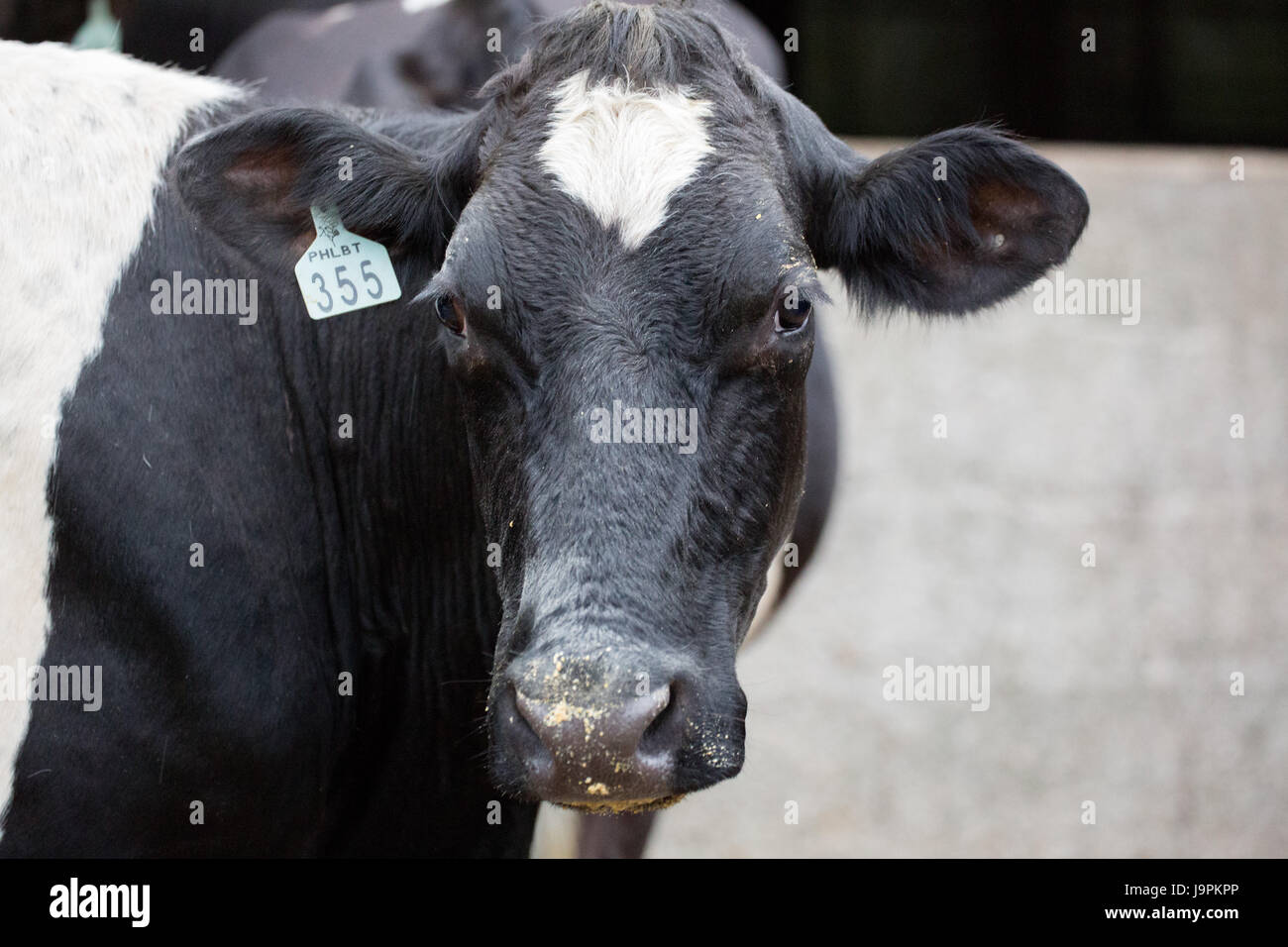 blue, animal, mammal, agriculture, farming, horizontal, standing, front ...