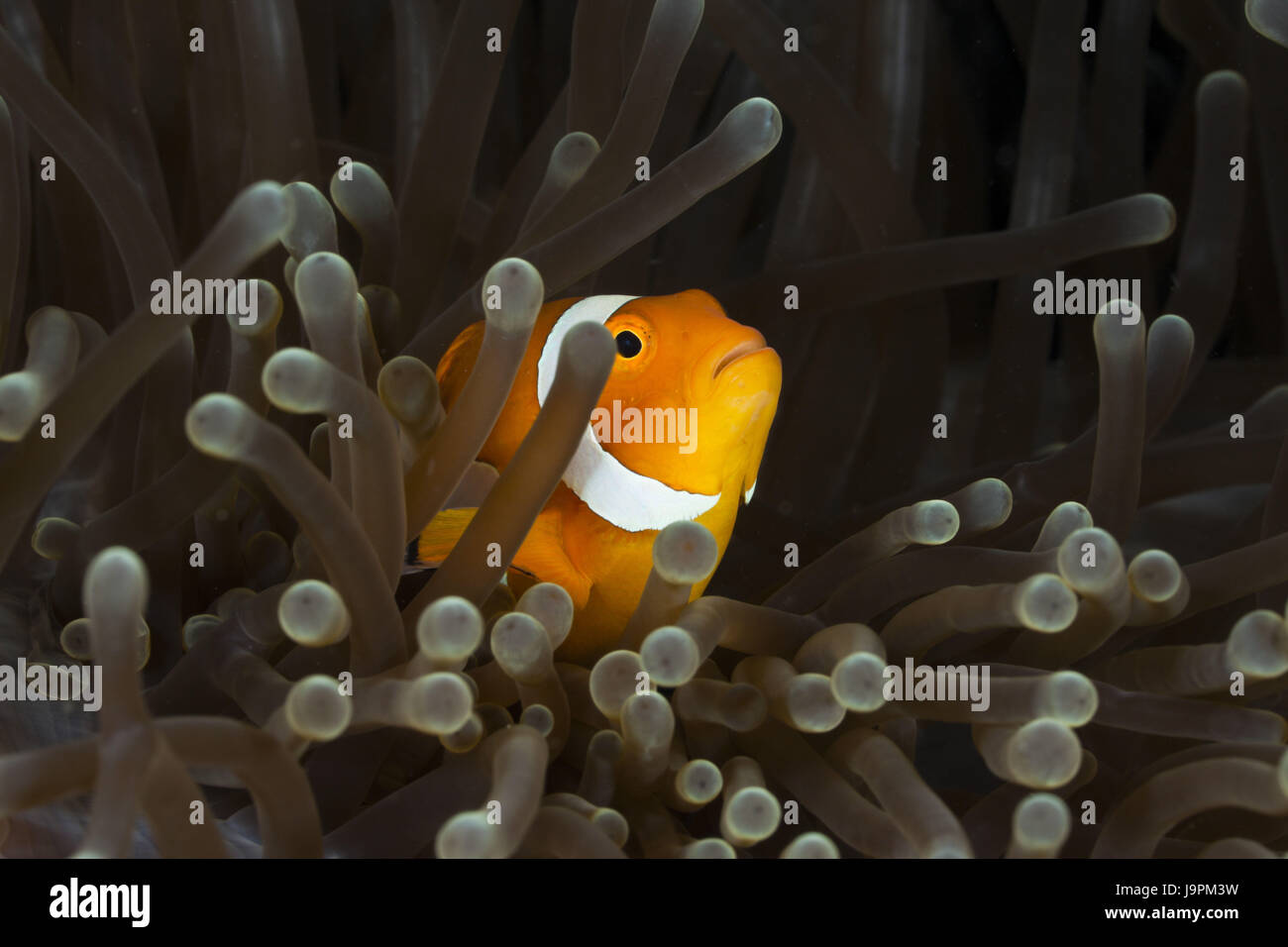 Orange ringlet-anemone fish,Amphiprion ocellaris,Raja Ampat,west Papua ...