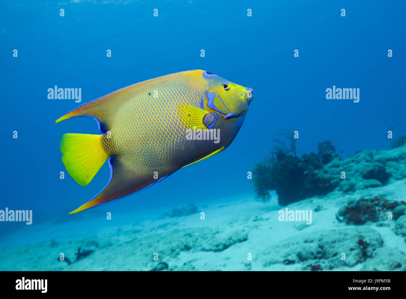 Diadem-imperial fish,Holacanthus ciliaris,Cozumel,the Caribbean,Mexico ...
