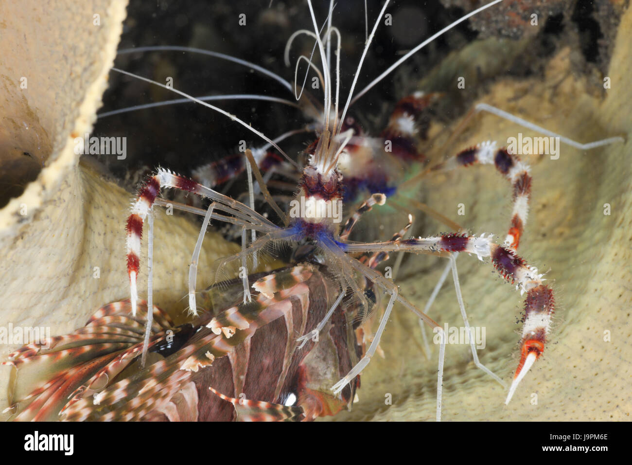 Gebanderte scissors shrimp cleans scorpions fish hi-res stock ...
