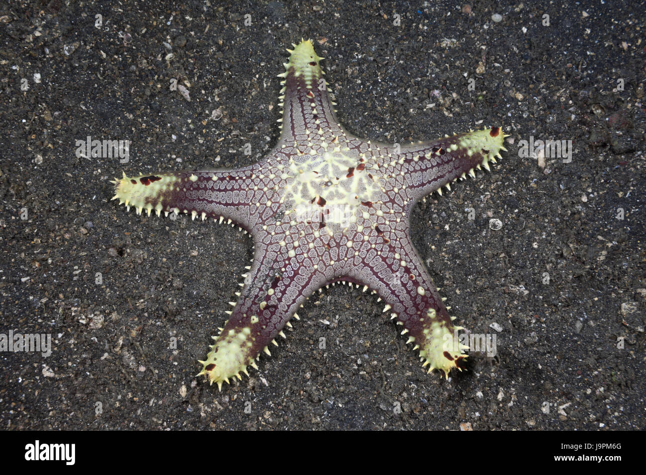 Five starfish hi-res stock photography and images - Alamy