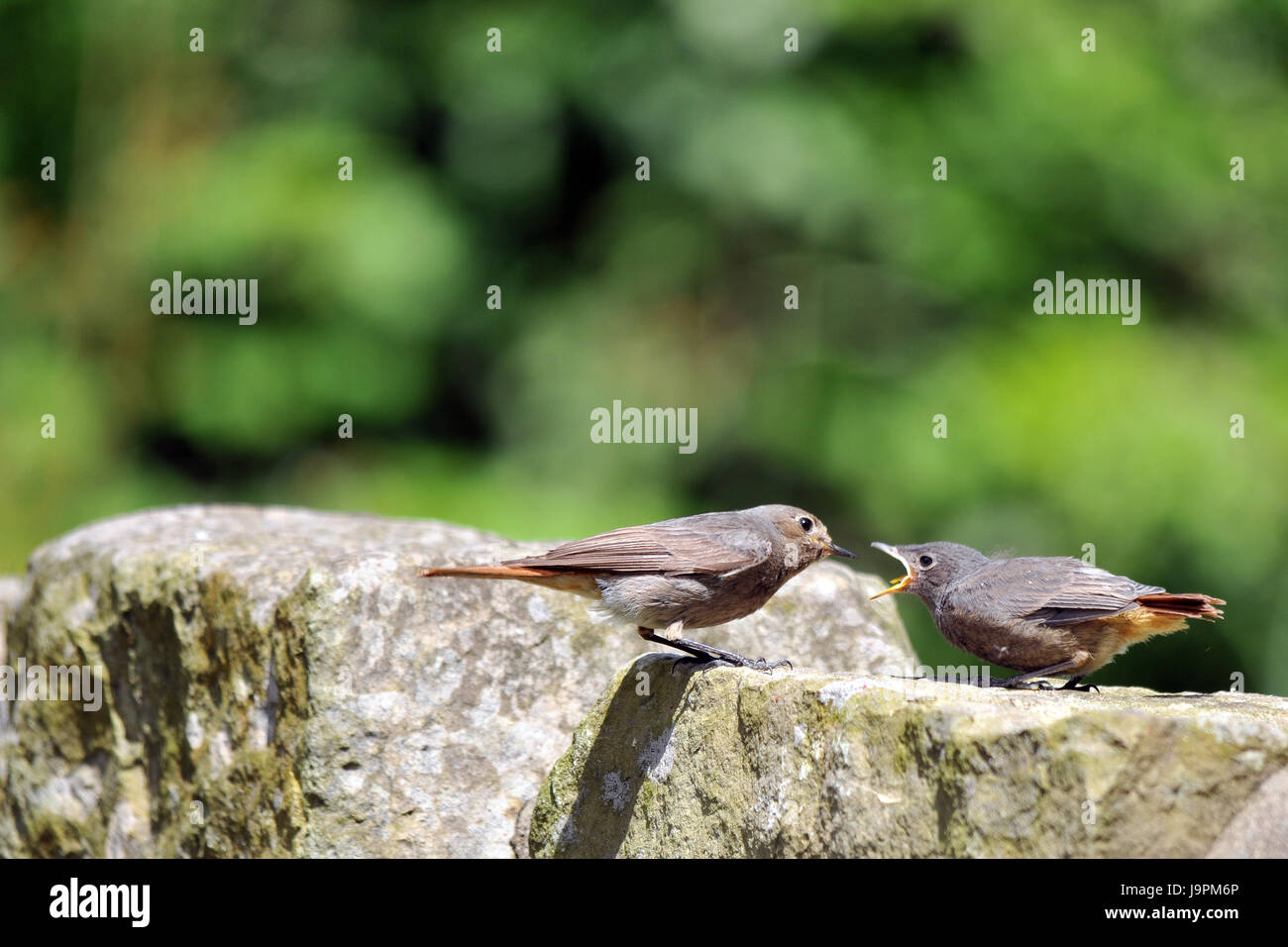 fodder, bird, birds, beak, breeding, offspring, feed, young animal, put ...