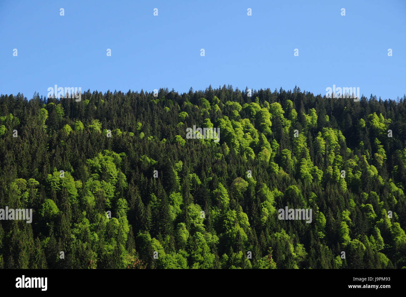 Mixed forest,spring,wood,trees,conifers,broad-leaved trees,green,sky ...