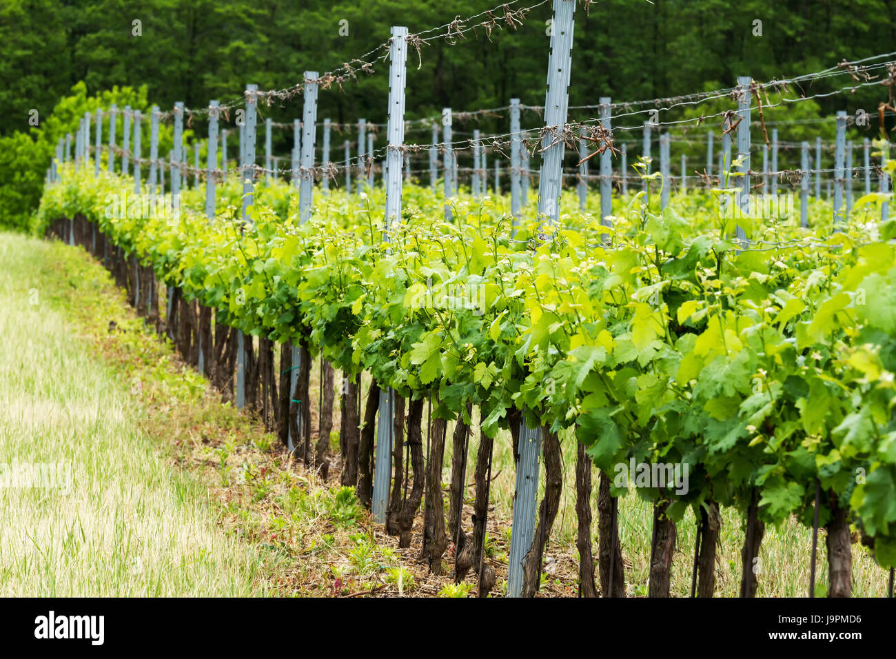 agriculture, farming, vineyard, viticulture, wineyard, landscape, scenery Stock Photo - Alamy