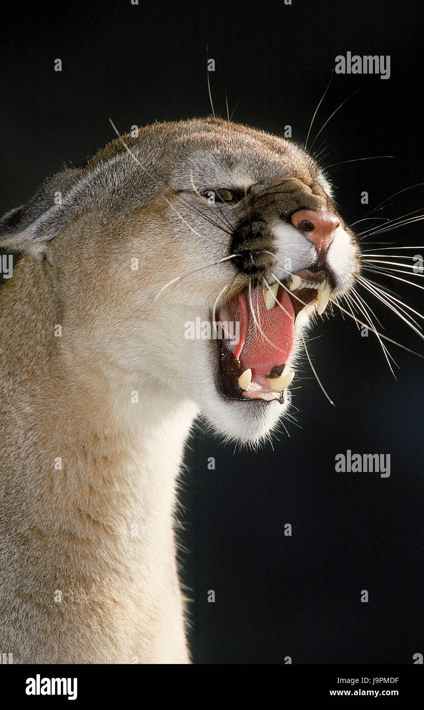 Puma Puma Concolor High Resolution Stock Photography and Images - Alamy