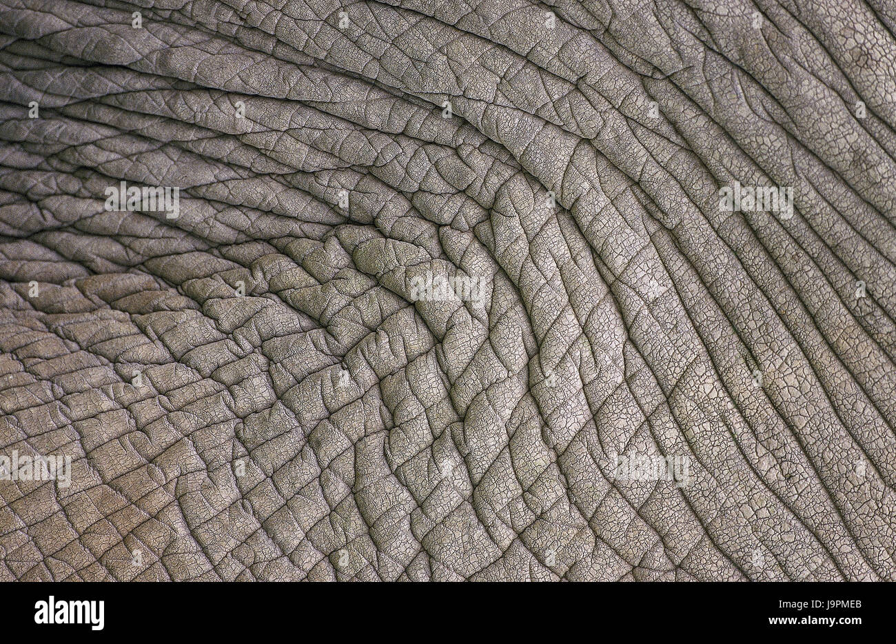 Shell structure hi-res stock photography and images - Alamy