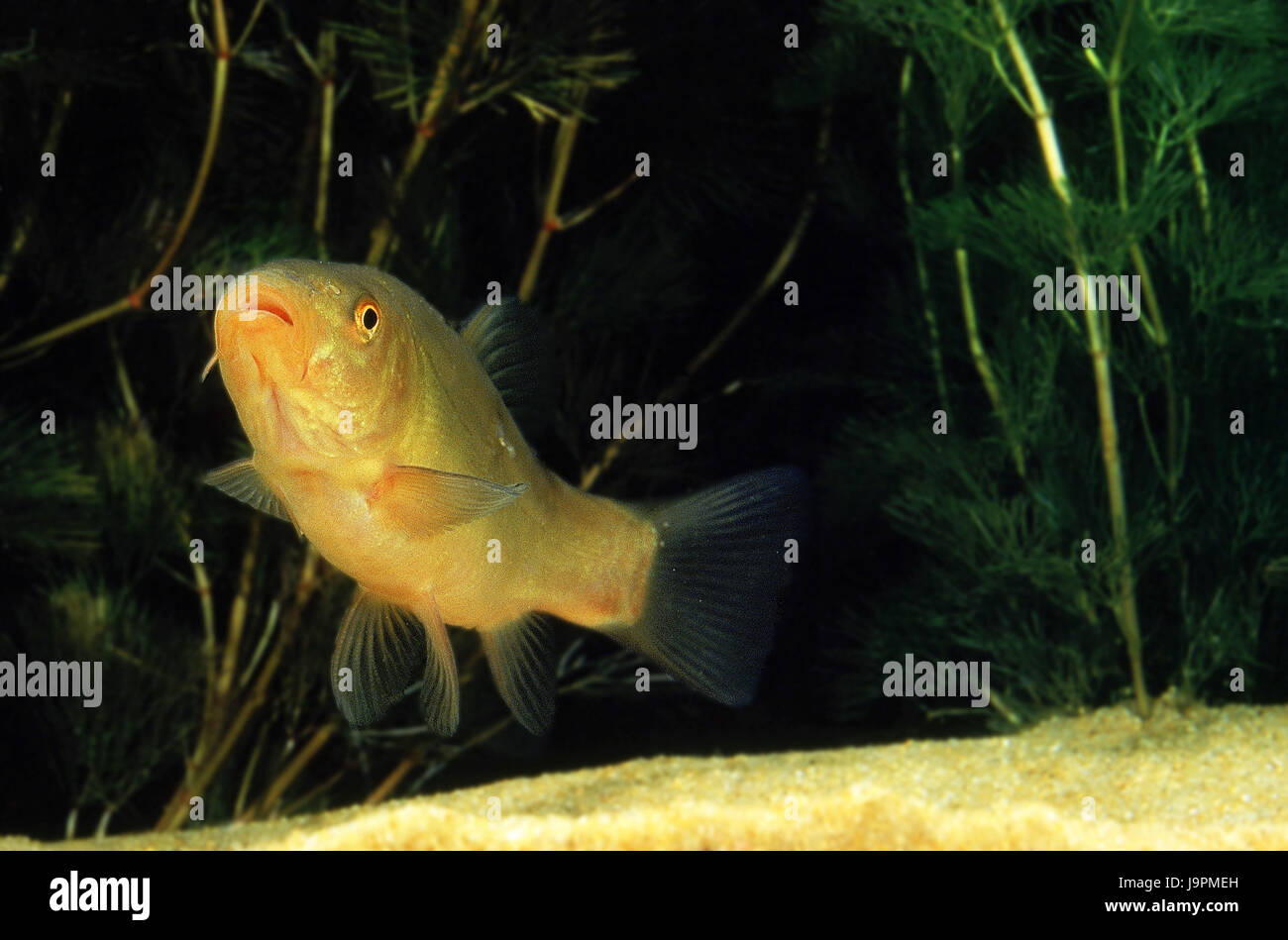Freshwater fish tinca hi-res stock photography and images - Alamy