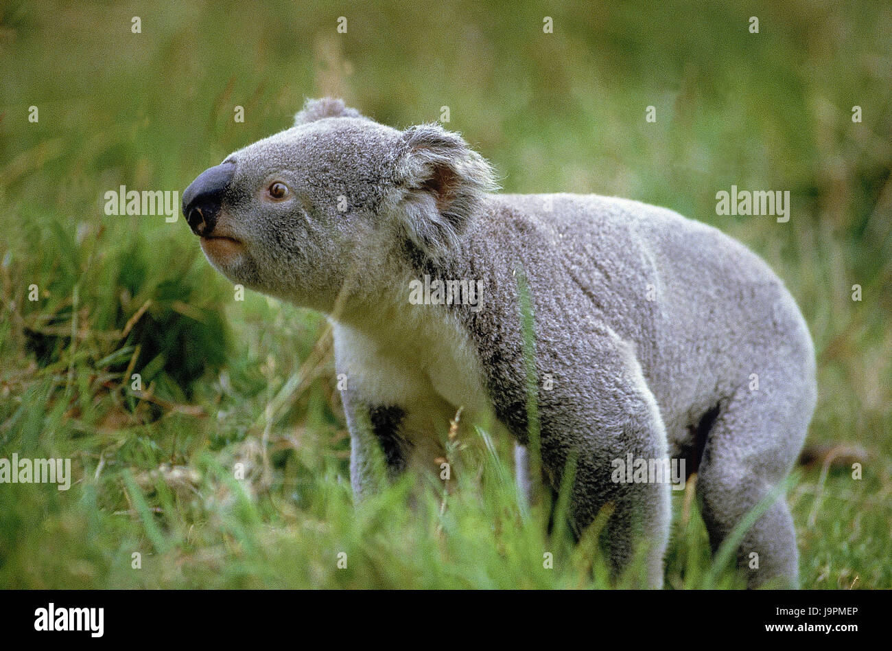 Full body of koala hi-res stock photography and images - Alamy