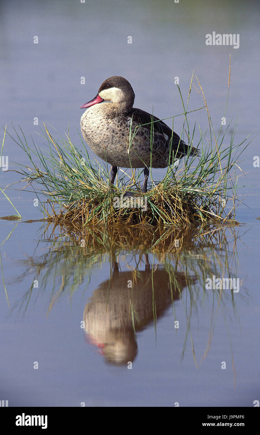 Red beak hi-res stock photography and images - Alamy