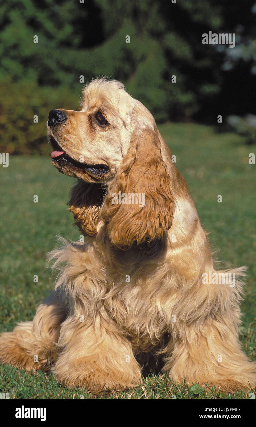 American cocker spaniel,grass,sit Stock Photo - Alamy