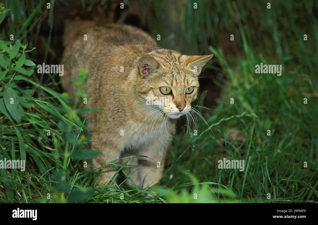 European wildcat,Felis silvestris,grass,hunt Stock Photo - Alamy
