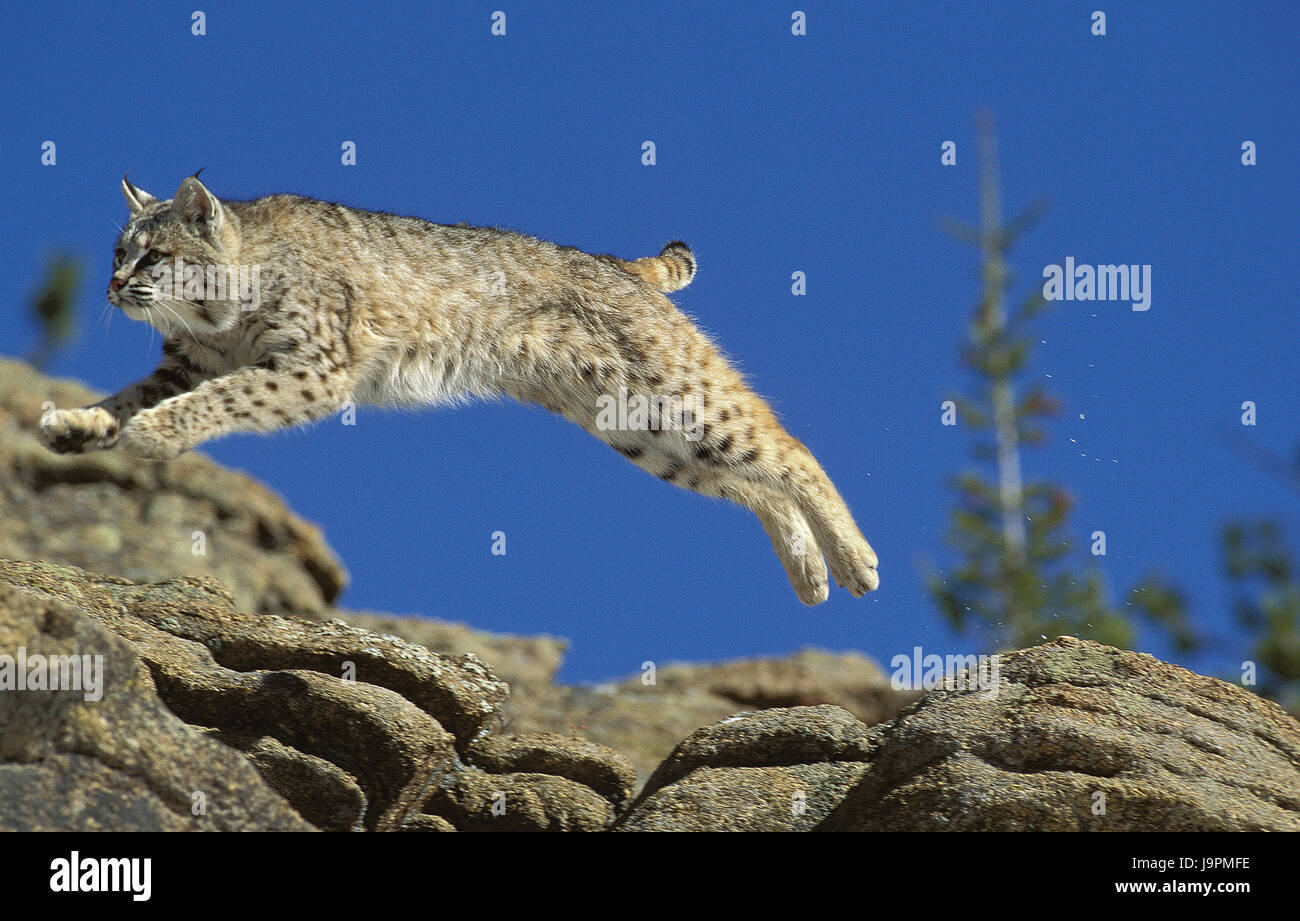 Red lynx,Lynx rufus,crack,rock Stock Photo - Alamy