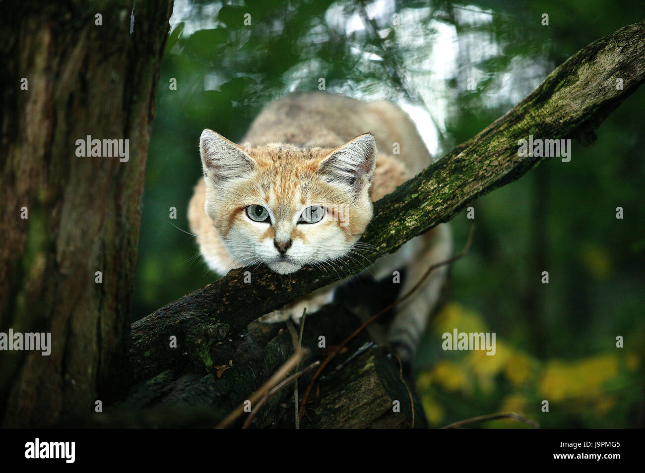 Sand cat,Felis margarita,tree Stock Photo - Alamy