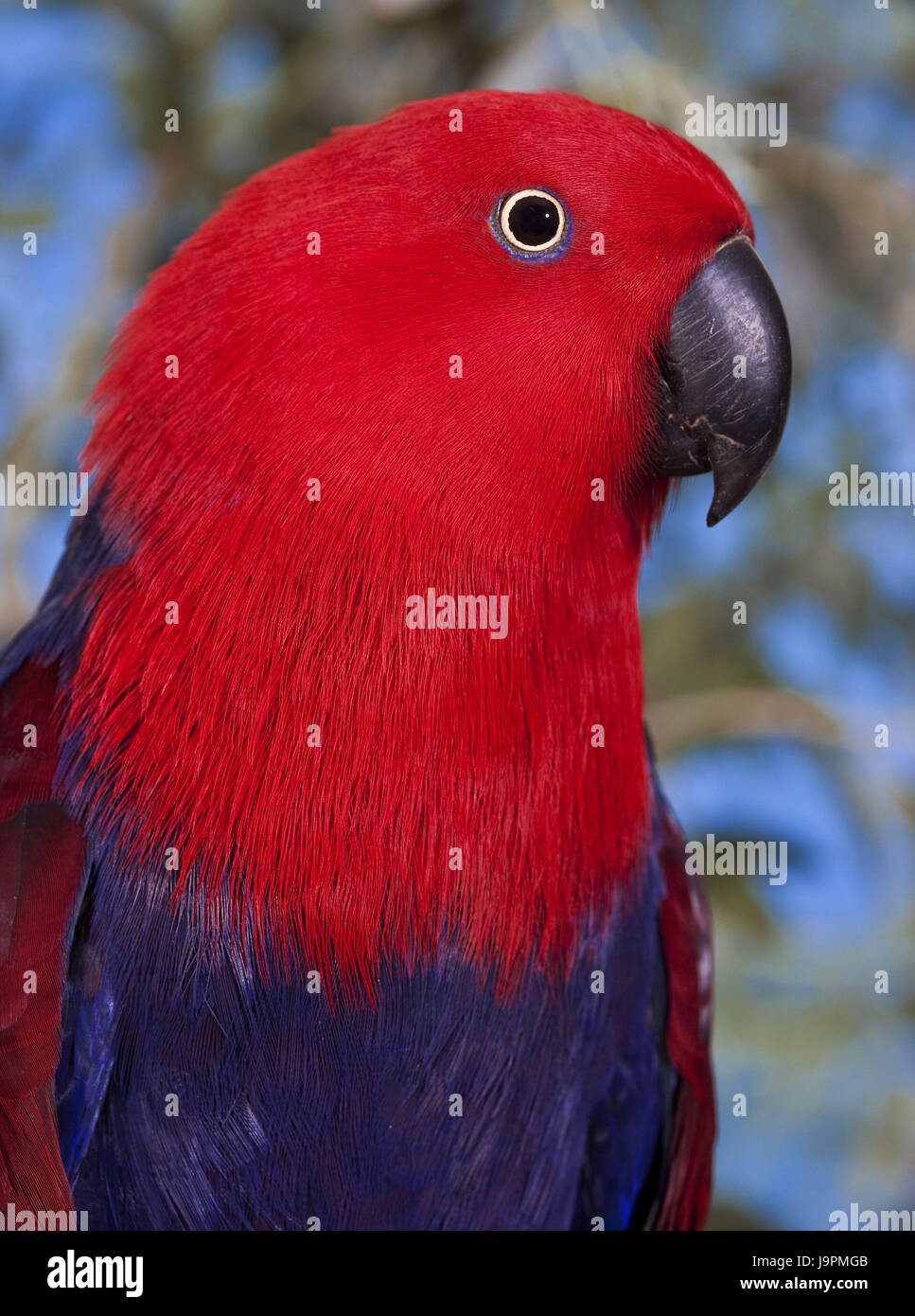 Noble parrot,Eclectus roratus,females,portrait Stock Photo - Alamy