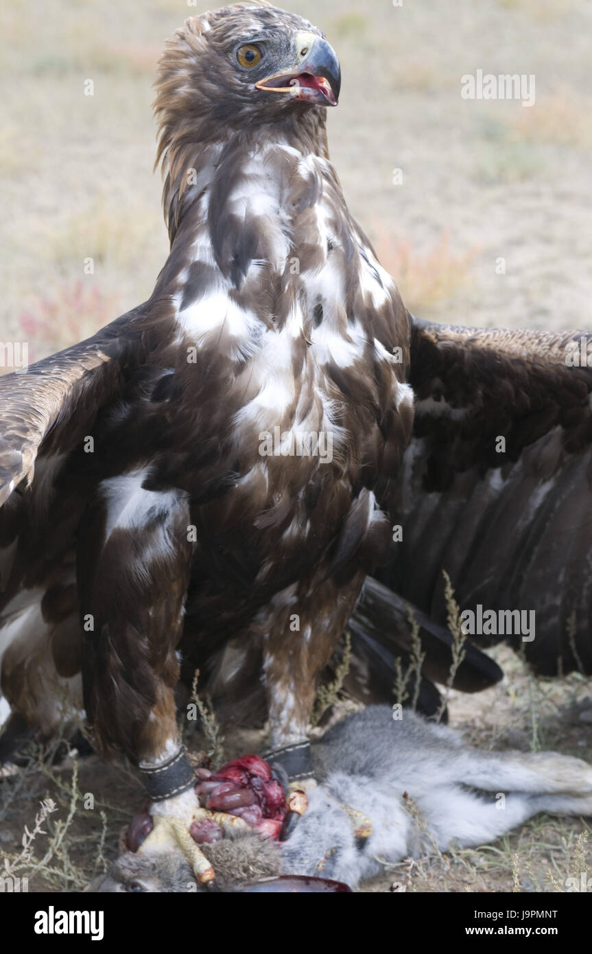 Eagle with a rabbit as a prey,Issy Köl,Kirghizistan Stock Photo - Alamy