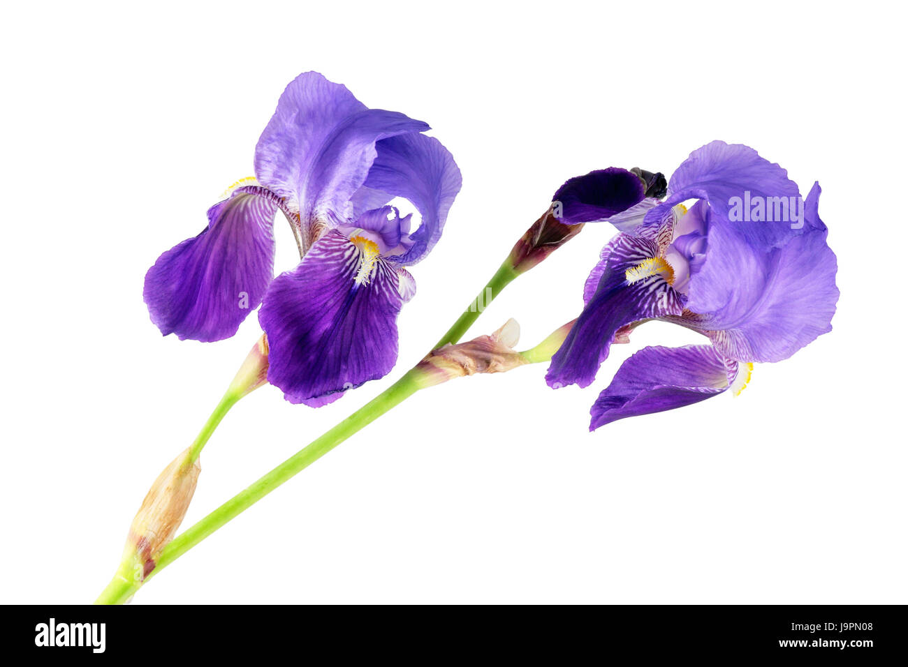 isolated, flora, decoration, lawn, green, backdrop, background, white ...