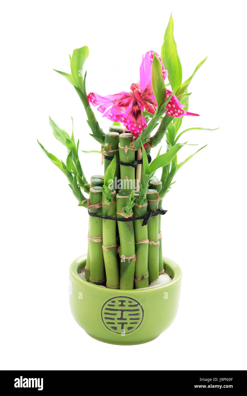 isolated, flora, decoration, lawn, green, backdrop, background, white ...