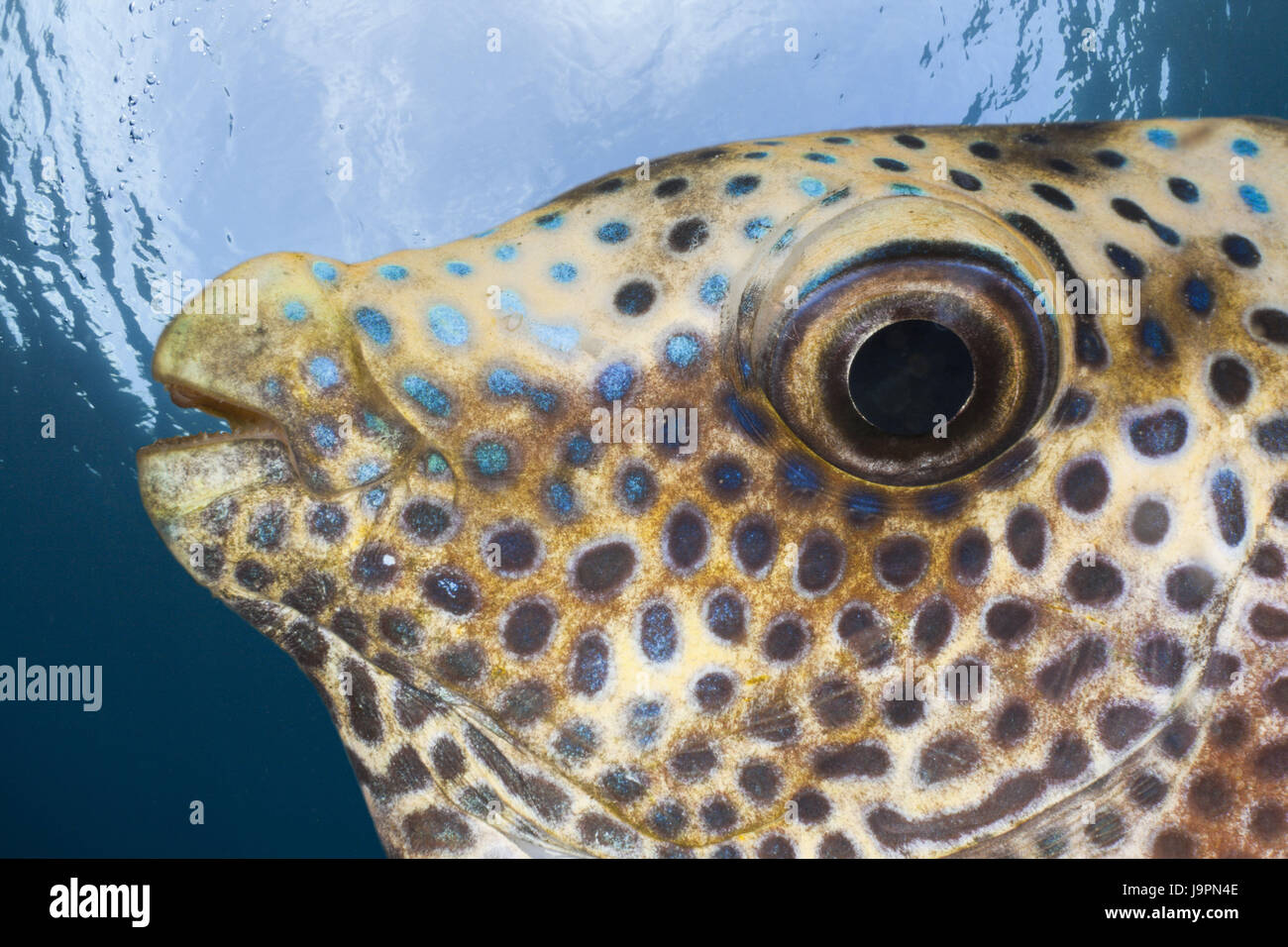 Rabbit fish,Siganus Corallinus,portrait,Raja Ampat,west Papua,Indonesia ...