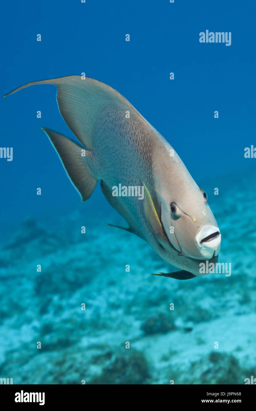 Grey imperial fish,Pomacanthus arcuatus,Cozumel,the Caribbean,Mexico ...