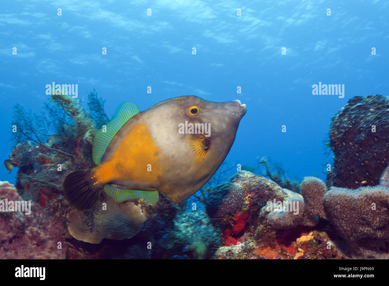 White blotch venal fish,Cantherines macrocerus,Cozumel,the Caribbean ...