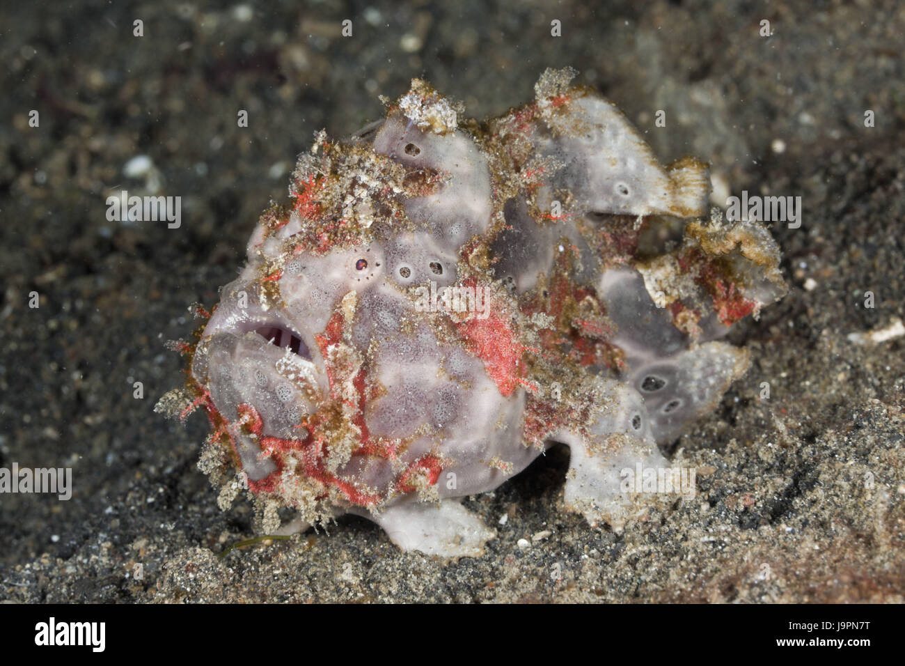 Sensor fish hi-res stock photography and images - Alamy