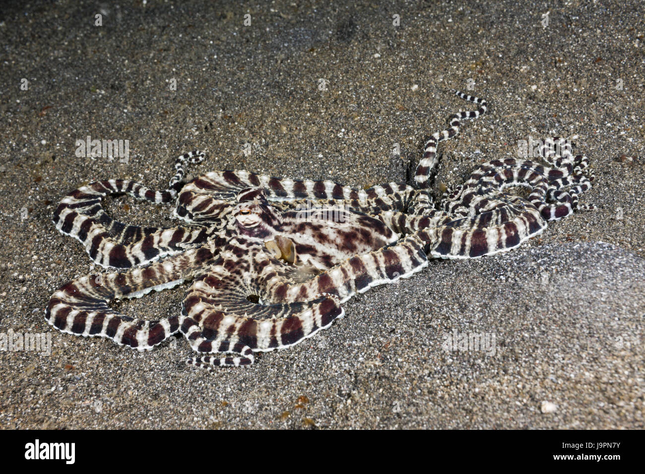 Mimicry Oktopus,Thaumoctopus mimicus,Lembeh Strait,the north Sulawesi ...