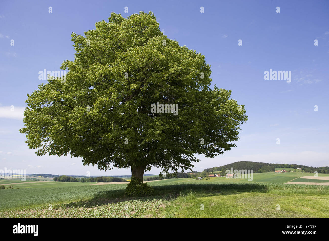 Austria,Upper Austria,Innviertel,Pramet,field scenery Stock Photo - Alamy