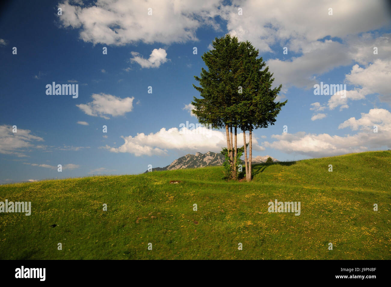 Germany,Bavaria,Isar valley,hump meadows,jaws,Werdenfels,man-made ...