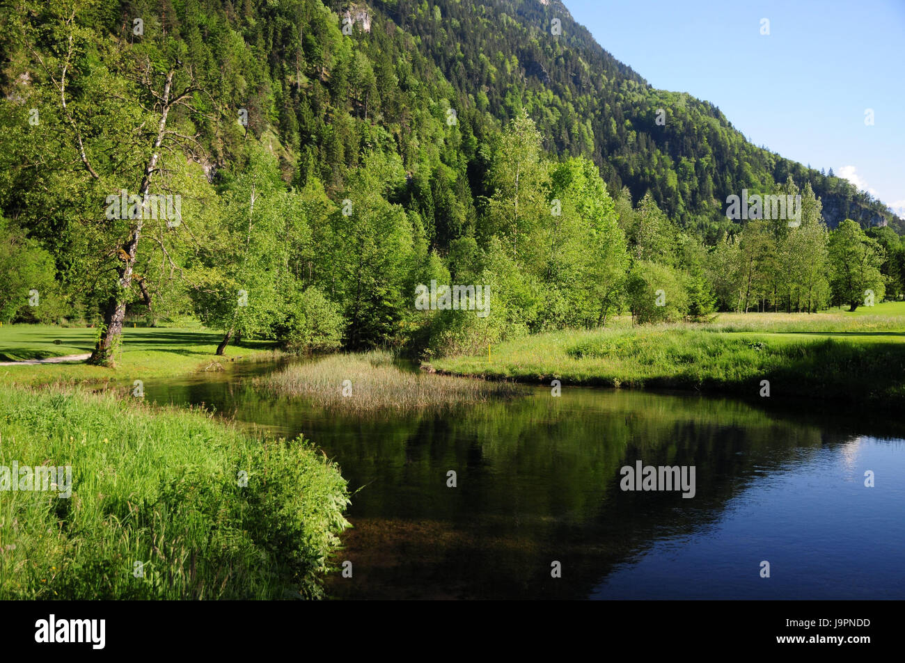 Biotope,trees,reflexion,pond,lake,waters,sunshine,sky,blue,nature ...