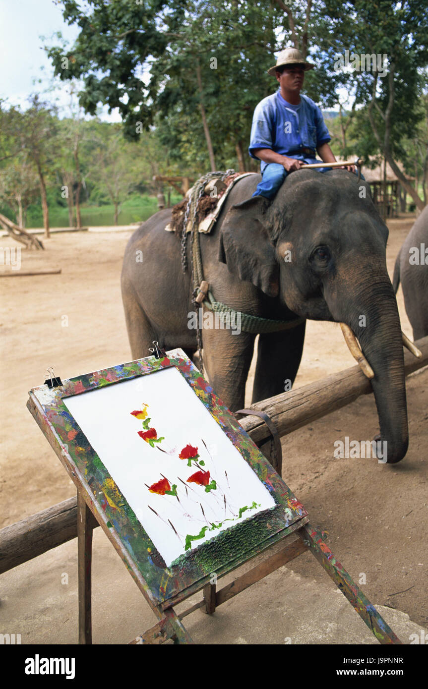 Thailand,Chiang May,Mae Sa Elephant Camp,elephant,bleed,easel,picture ...